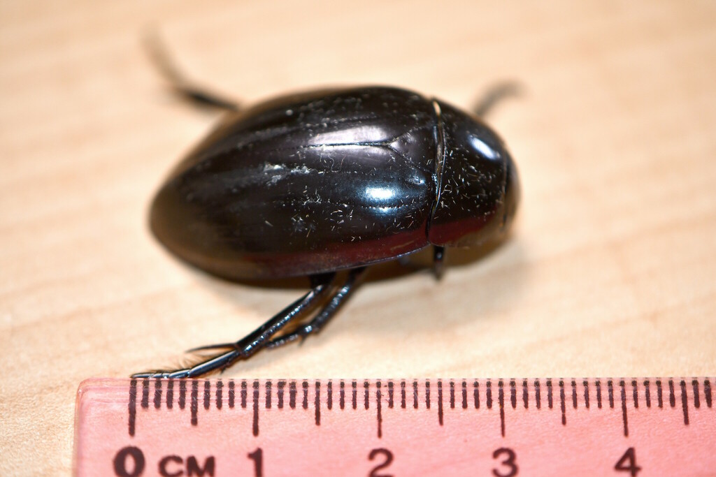 Hydrophilus aterrimus from Karpfsee, 83670 Bad Heilbrunn, Deutschland ...