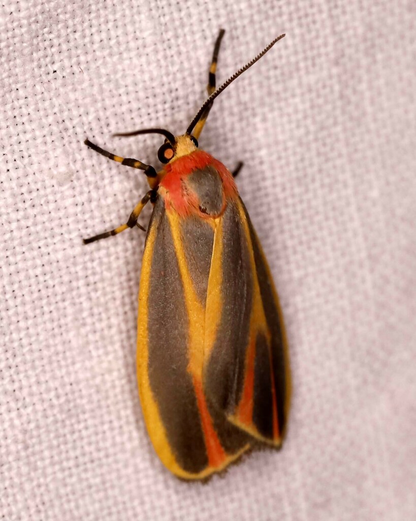 Painted Lichen Moth from McLean, NY 13102, USA on July 20, 2024 at 12: ...