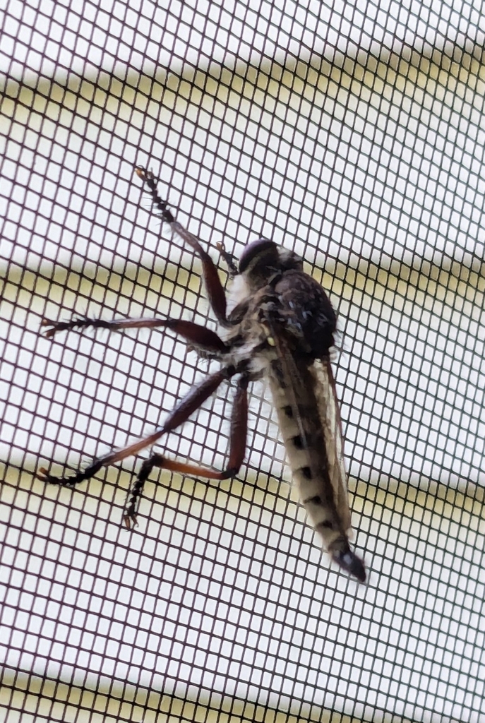 Maroon-legged Lion Fly in July 2024 by Phoenix042X · iNaturalist