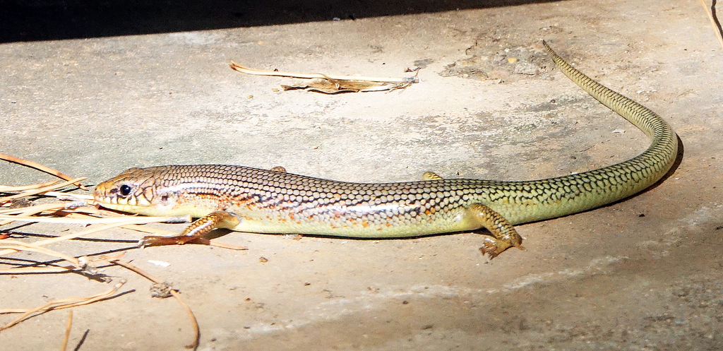 Great Plains Skink from Alpine, TX, USA on July 25, 2024 at 06:19 PM by ...