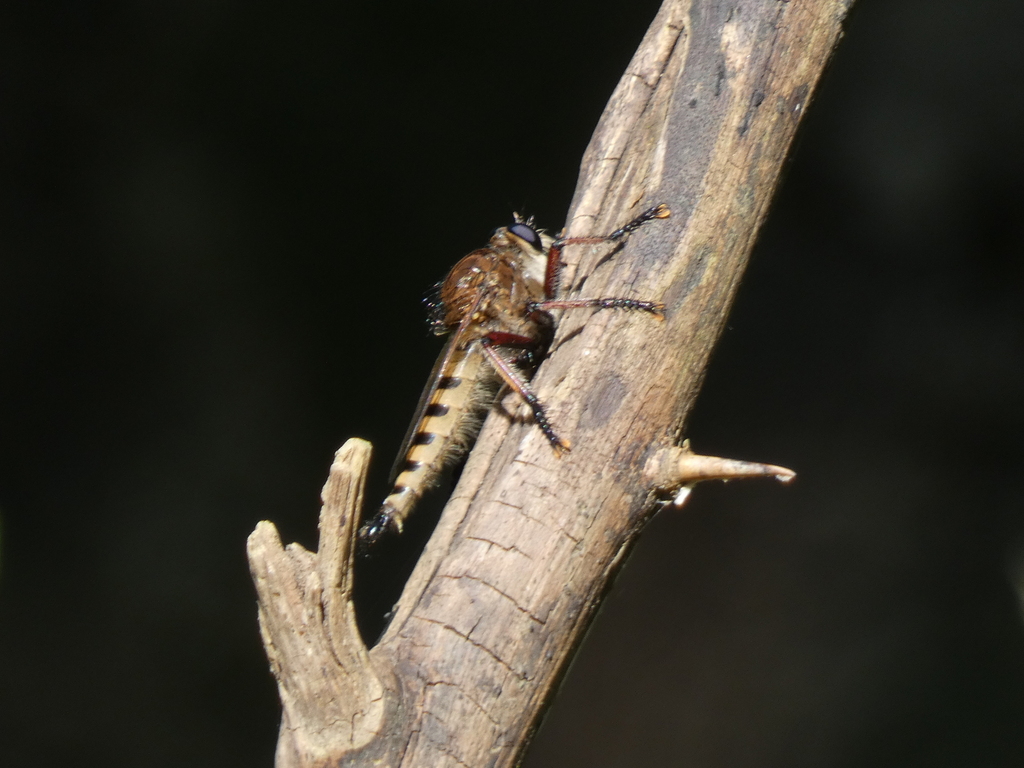 Maroon-legged Lion Fly from Madison County, OH, USA on July 25, 2024 at ...