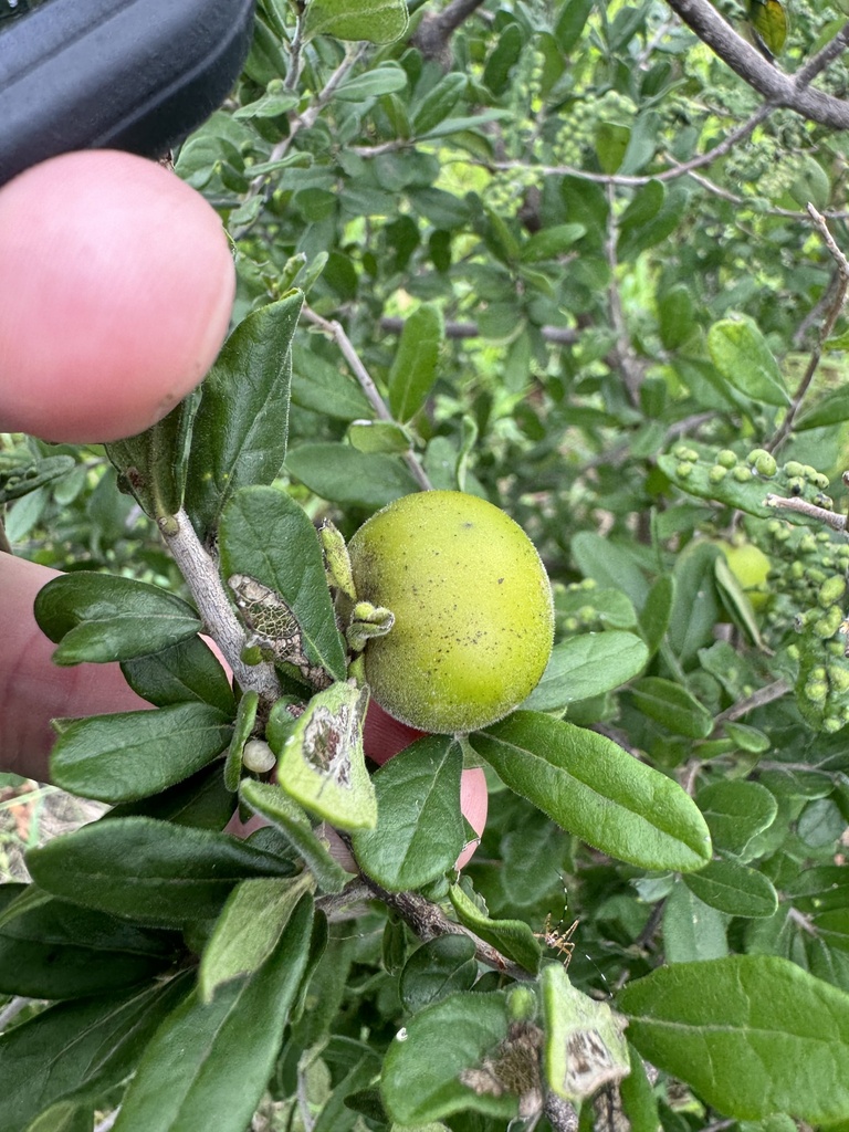 Texas Persimmon from Kenton St, Houston, TX, US on July 24, 2024 at 11: ...