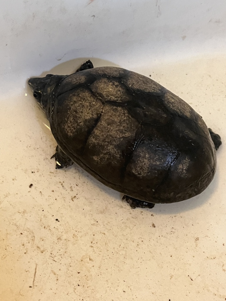Eastern Musk Turtle from Highland Farm Rd, Hillsborough, NC, US on July ...