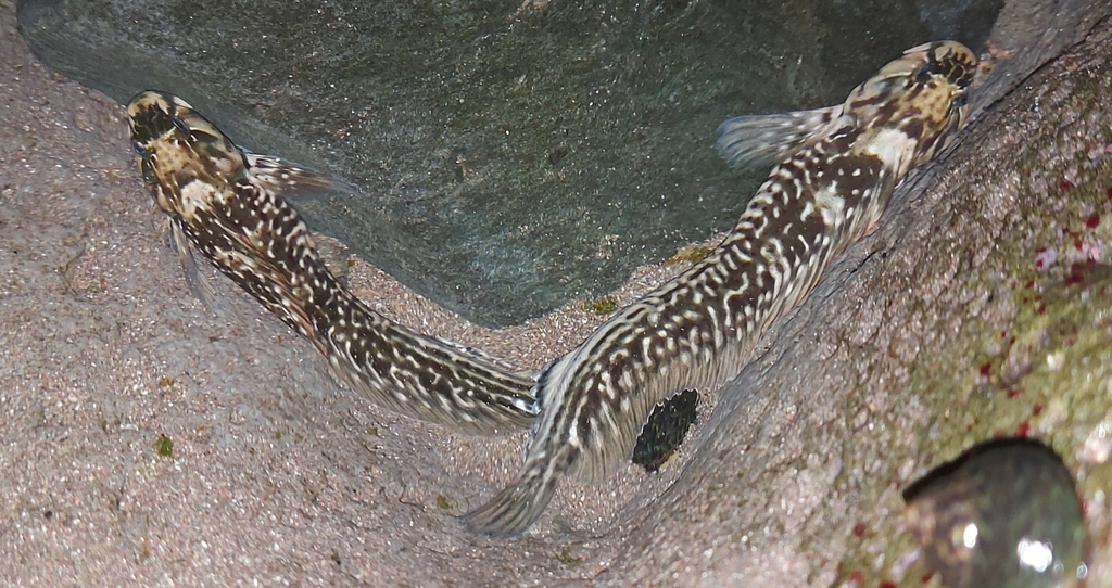 Rock-pool Blenny from 35138 Taurito, Las Palmas, Spain on July 25, 2024 ...