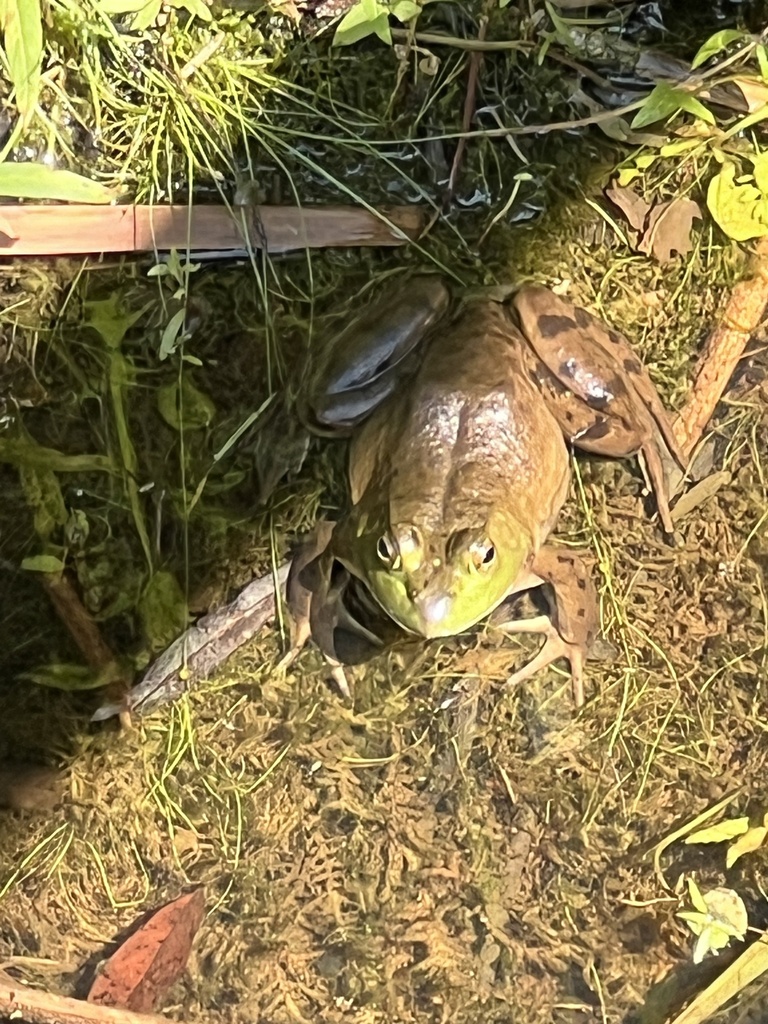 American Bullfrog from Brighton, ON, CA on July 20, 2024 at 03:25 PM by ...