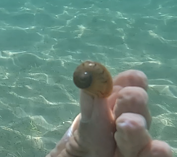 Colorful Moon Snail from Palm Beach County, FL, USA on July 25, 2024 by ...