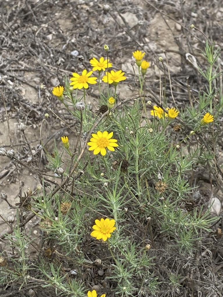 Parralena from Parras de la Fuente, Coah., MX on July 25, 2024 at 12:01 ...