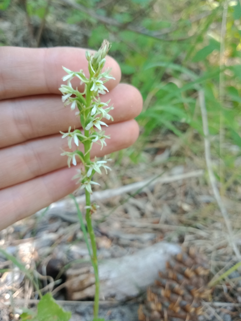 Flat Spurred Piperia from Cle Elum, WA 98922, USA on July 25, 2024 at ...