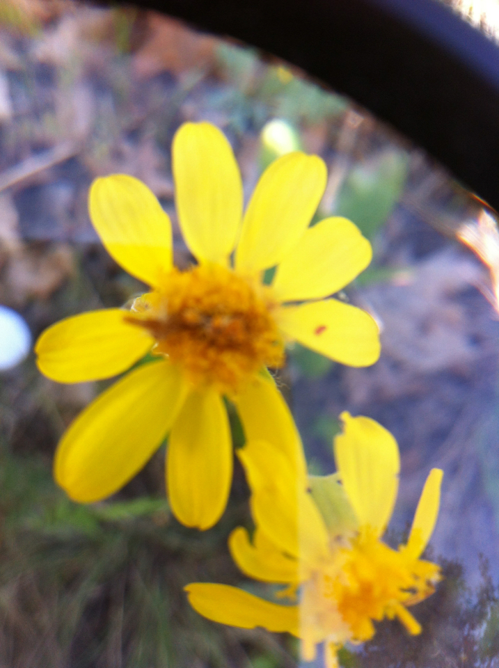 Tall western groundsel (Plants of Roxborough State Park) · iNaturalist