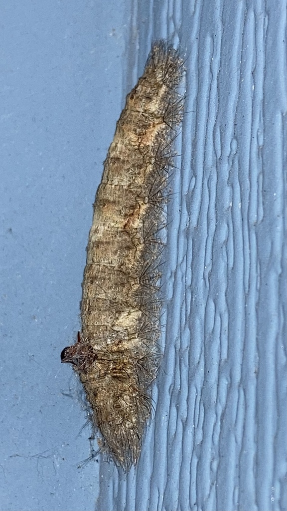 Large Tolype Moth from Martha Cir, Omaha, NE, US on July 25, 2024 at 01 ...