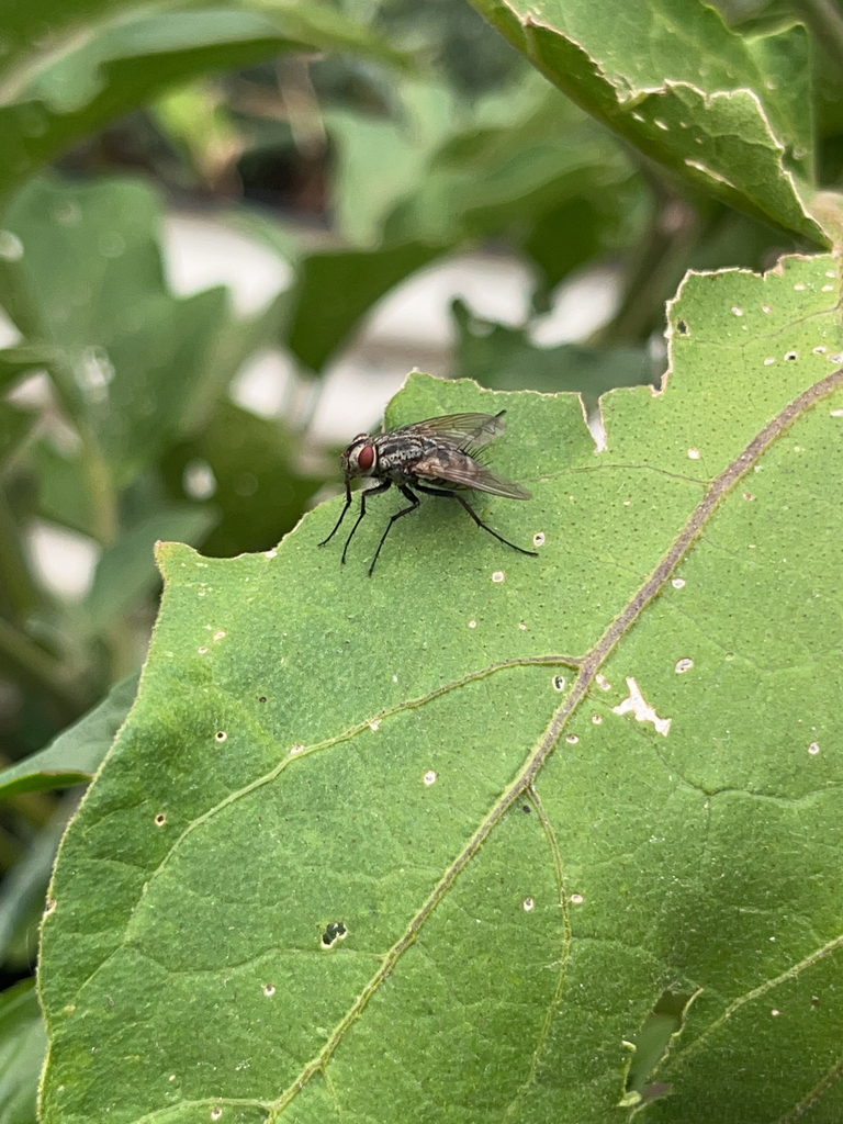 Bot Flies, Blow Flies, and Allies from Corrales on July 25, 2024 at 06: ...
