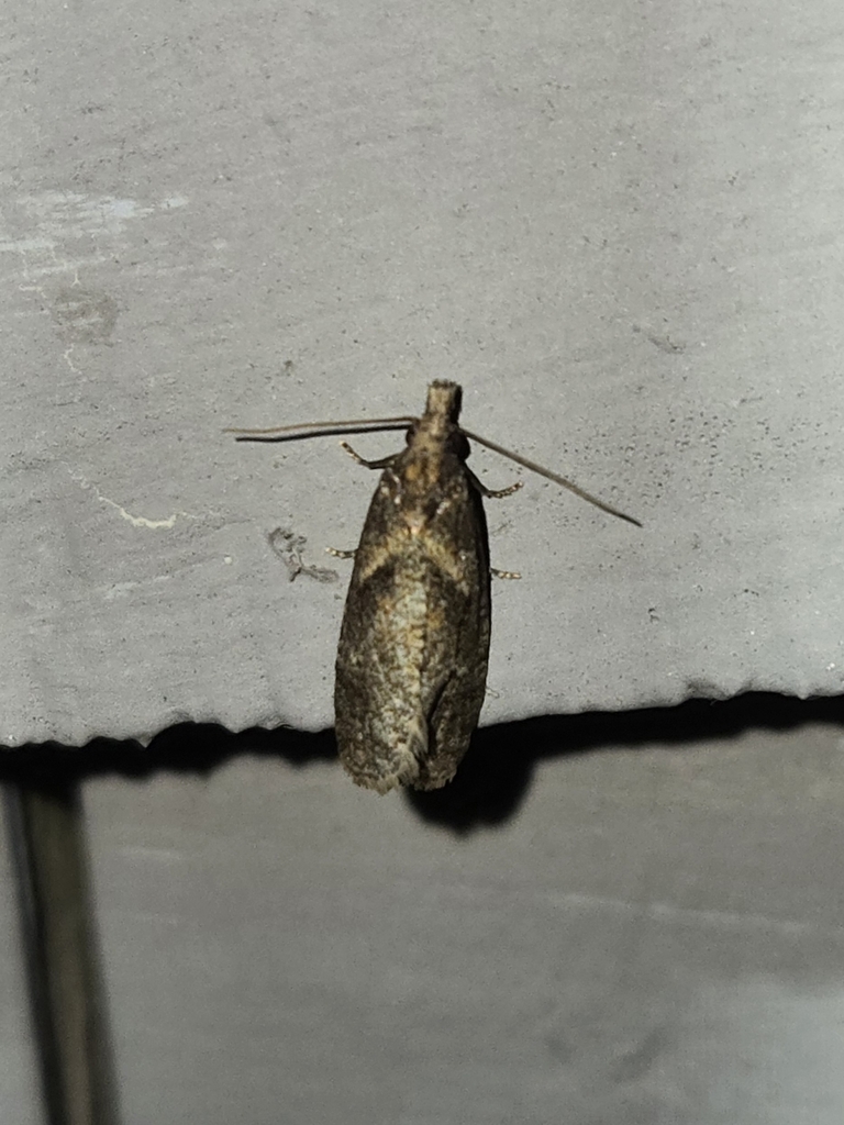 Modest Phtheochroa Moth from Breadalbane, PE C0A 1E0, Canada on July 25 ...