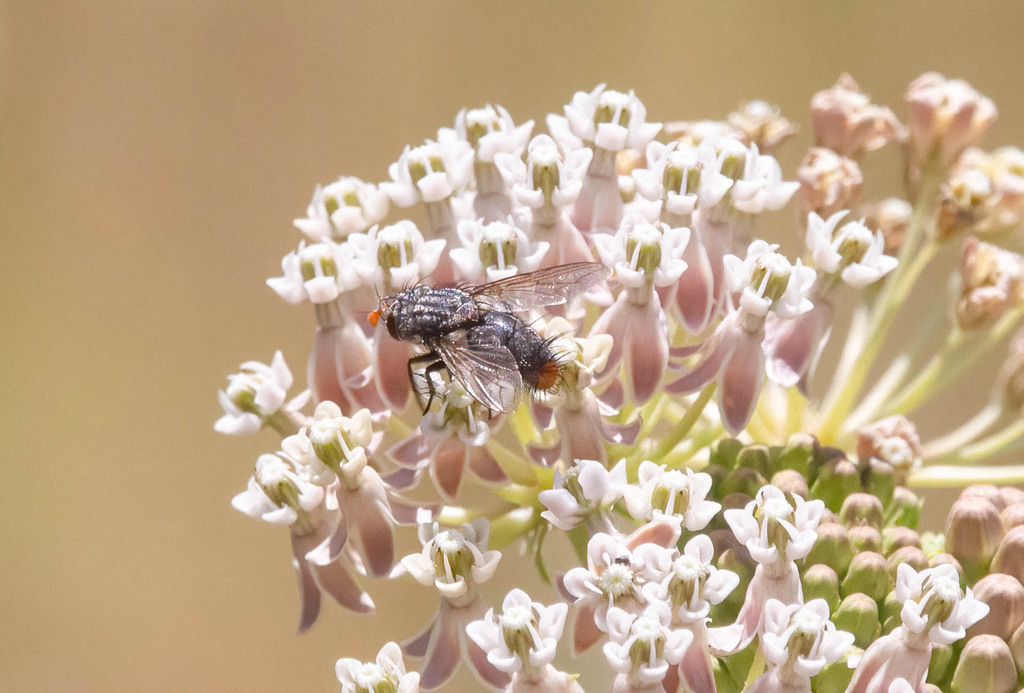 Bot Flies, Blow Flies, and Allies from Santa Clara County, CA, USA on ...