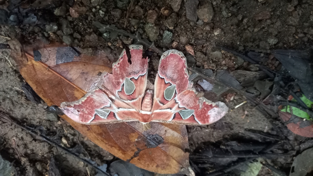 Lebeau's Silk Moth from Lepanto, Provincia de Puntarenas, Puntarenas ...
