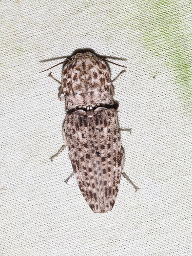 Cryptalaus nubilus · iNaturalist United Kingdom