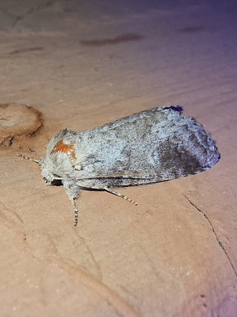 Variable Oakleaf Caterpillar Moth from Blythewood, SC, USA on July 25 ...