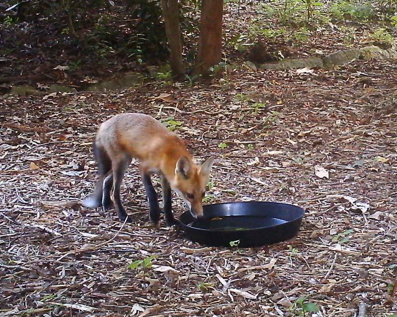 Red Fox from Henderson County, NC, USA on July 12, 2024 at 09:38 PM by ...