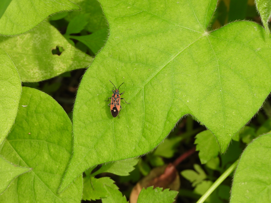 Lygaeus hanseni from Licang District, Qingdao, Shandong, China on July ...