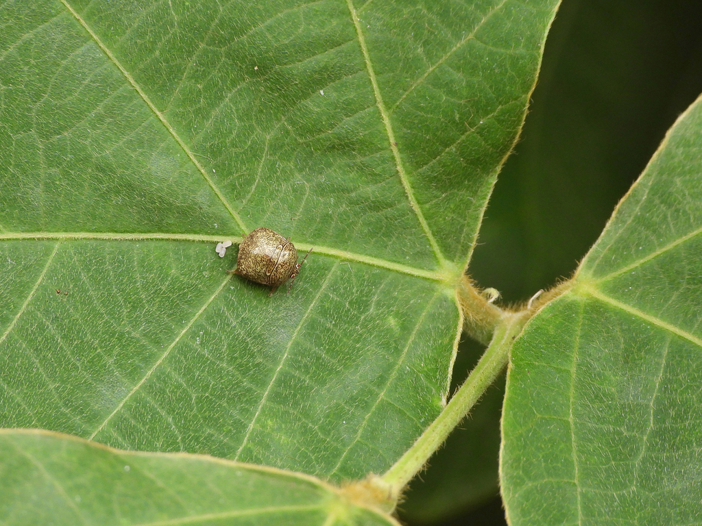Kudzu Bug from Licang District, Qingdao, Shandong, China on July 25 ...