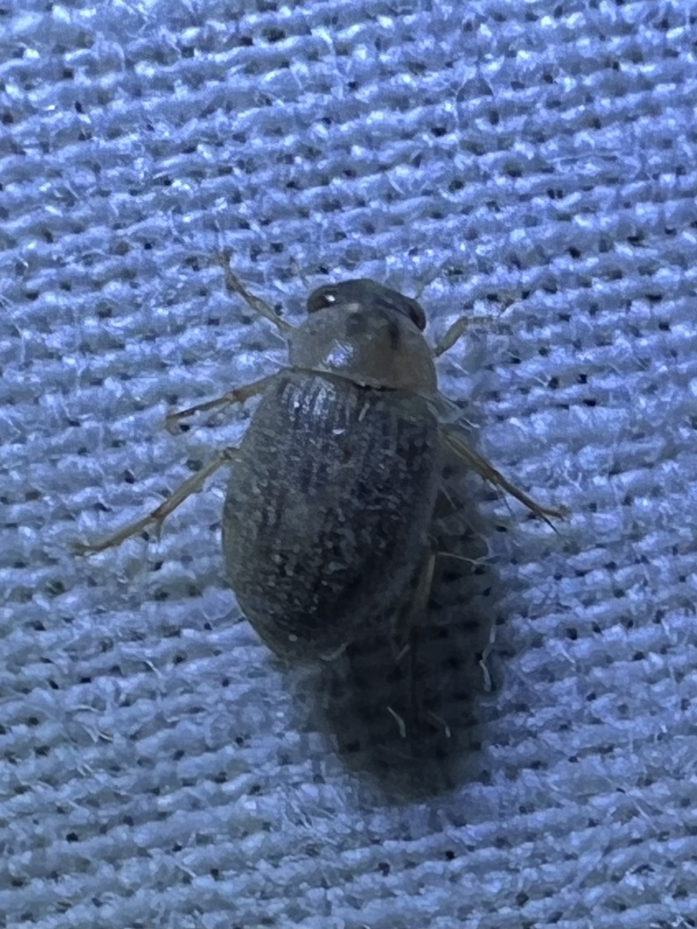 Berosus from Harold Ct, Austin, TX, US on July 24, 2024 at 10:13 PM by ...