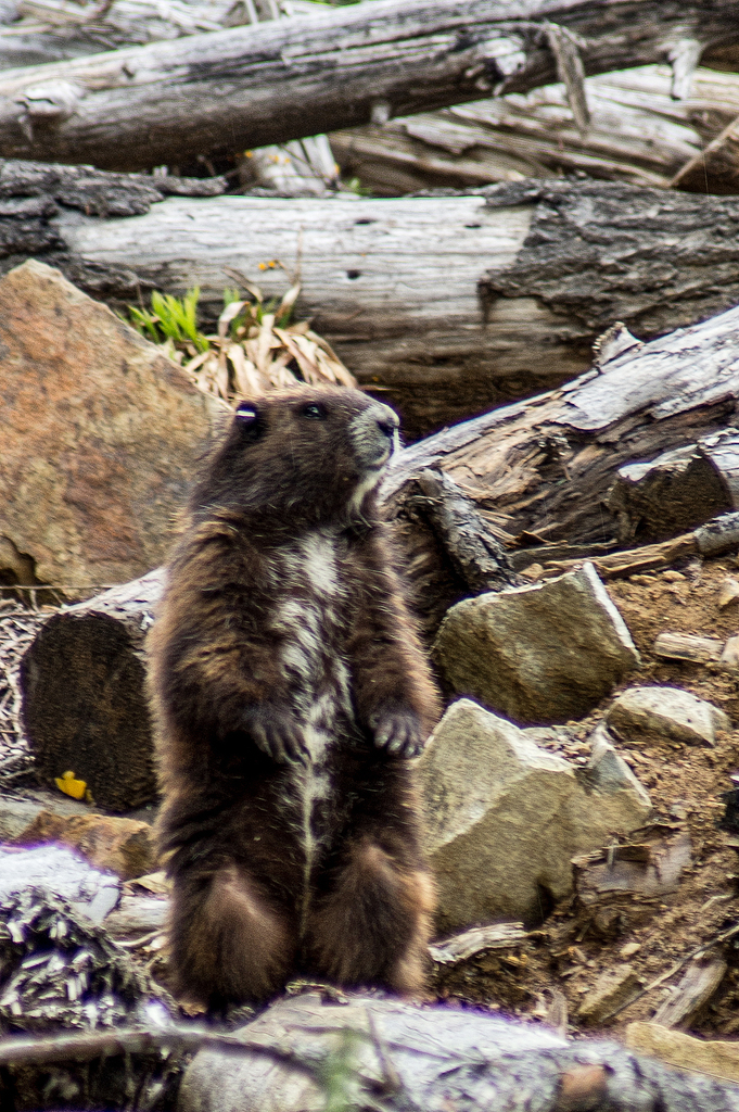 Vancouver Island Marmot (Marmota vancouverensis) - Know Your Mammals