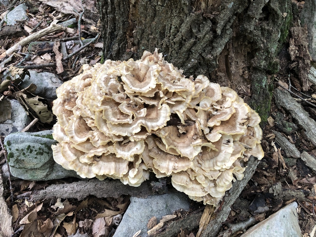 Black-staining Polypore from Perry County, US-PA, US on July 25, 2024 ...