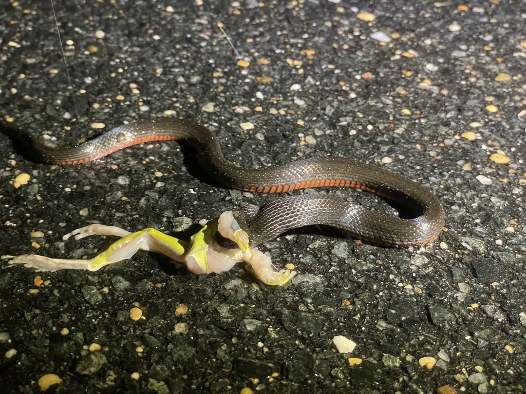 Carolina Swampsnake in July 2024 by Larry Chen. Sweet! Devouring ...