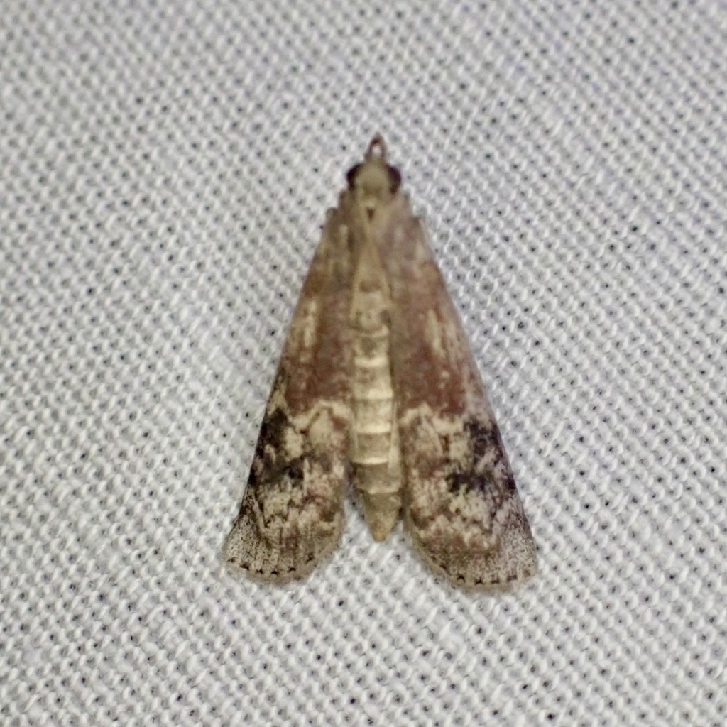 American Plum Borer Moth from CR-47, Midway, AL, US on July 24, 2024 at ...