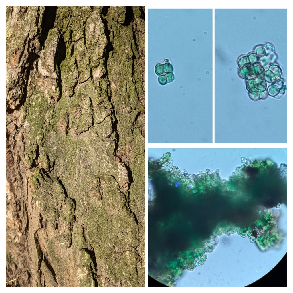 Desmococcus from Portland Downtown, Portland, OR, USA on July 25, 2024 ...