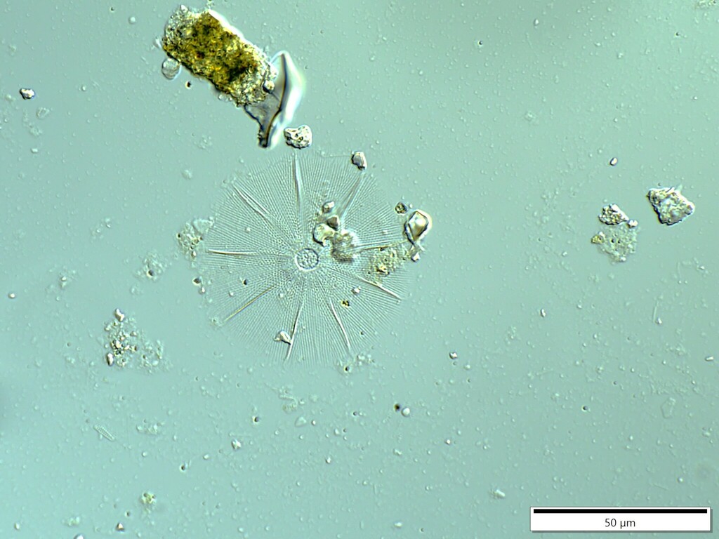 Asteromphalus from Golden Beach QLD 4551, Australia on March 22, 2024 ...