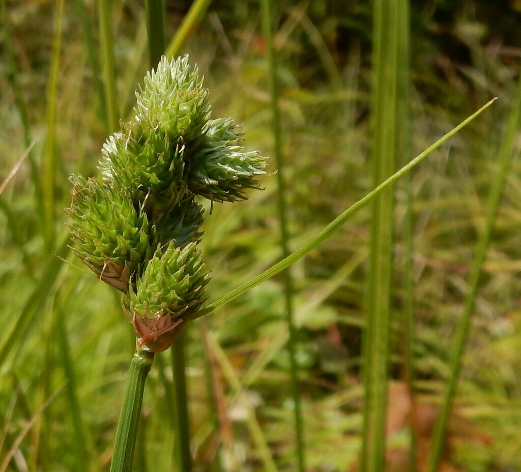 clustered sedge in July 2024 by John Scholze. Population of about 170 ...