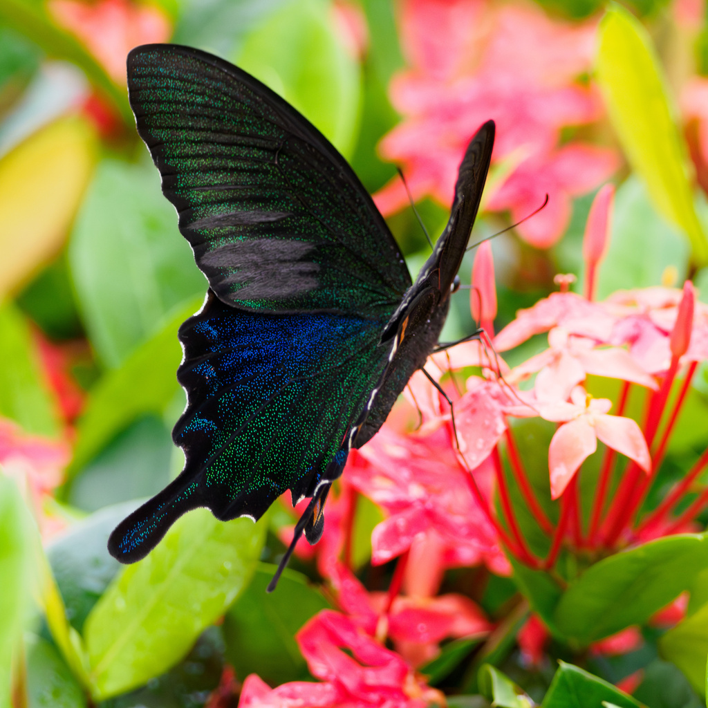 Chinese Peacock Swallowtail in July 2024 by emura_atka · iNaturalist