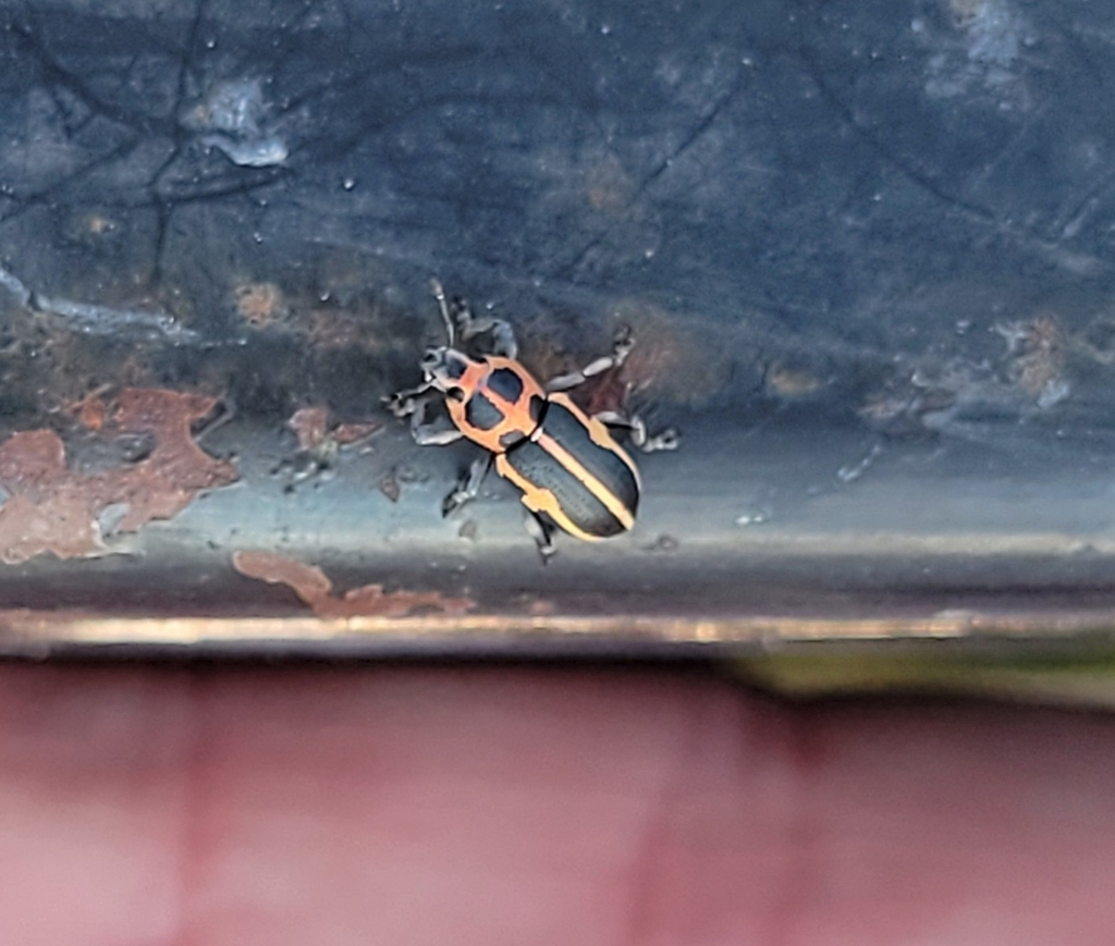 Beautiful Clown Weevil from Waxahachie, TX, USA on July 20, 2024 at 08: ...