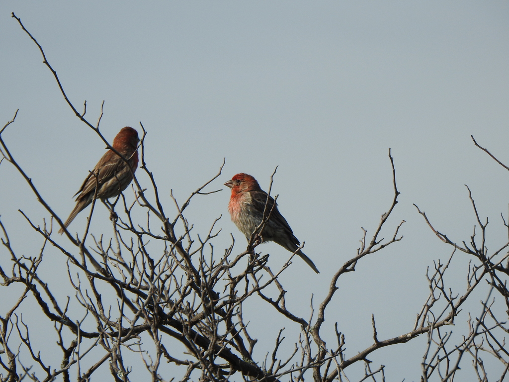 House Finch from Powderhorn Park, Minneapolis, MN 55407, USA on July 24 ...