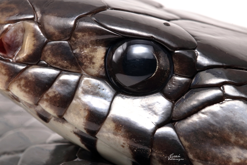 Central American Indigo Snake from Coscomatepec, Ver., México on June ...