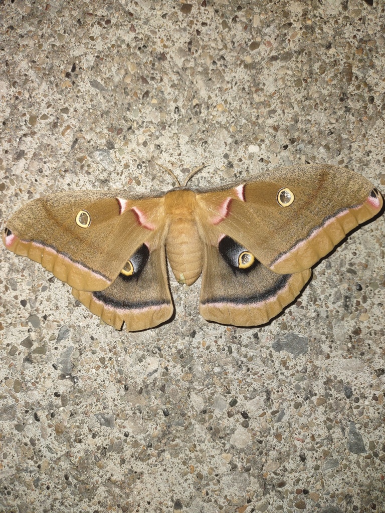 Polyphemus Moth from Delaware, OH 43015, USA on July 25, 2024 at 11:13 ...