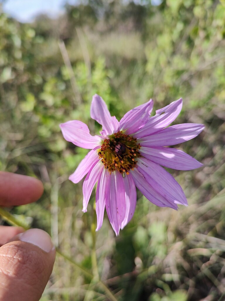 Iostephane heterophylla from Zapopan, Jal., México on August 26, 2021 ...