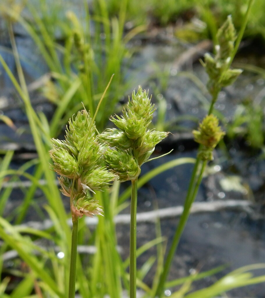 clustered sedge in July 2024 by John Scholze. Found over 50 stems in a ...