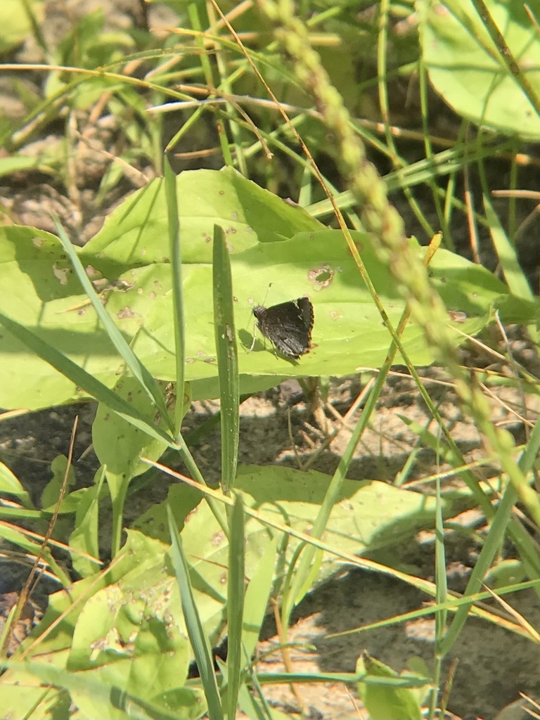 Common Roadside-Skipper in July 2024 by Mathew Zappa · iNaturalist