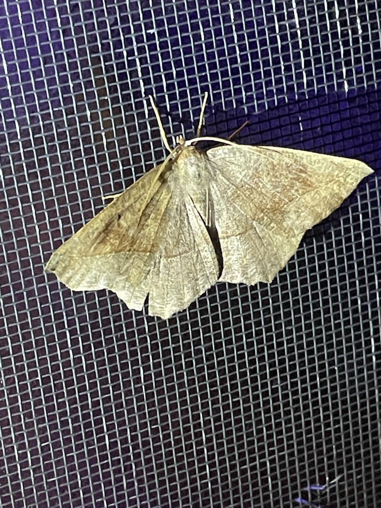 Curved-toothed Geometer Moth from Whisperwood Ln, Moneta, VA, US on ...
