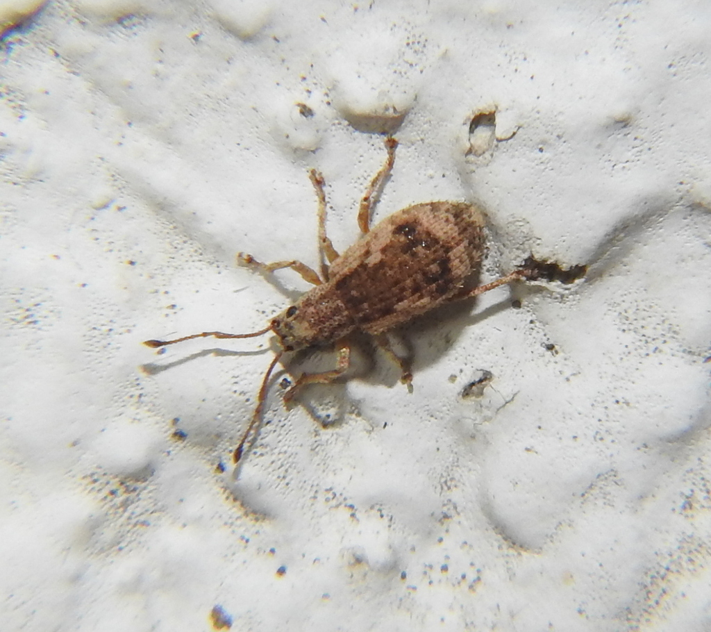 Peach Root Weevil from Newark, DE, USA on July 26, 2024 at 12:47 AM by ...