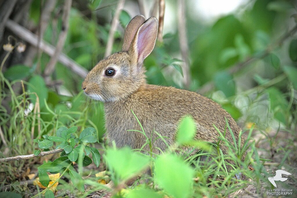 European Rabbit (Oryctolagus cuniculus) - Know Your Mammals