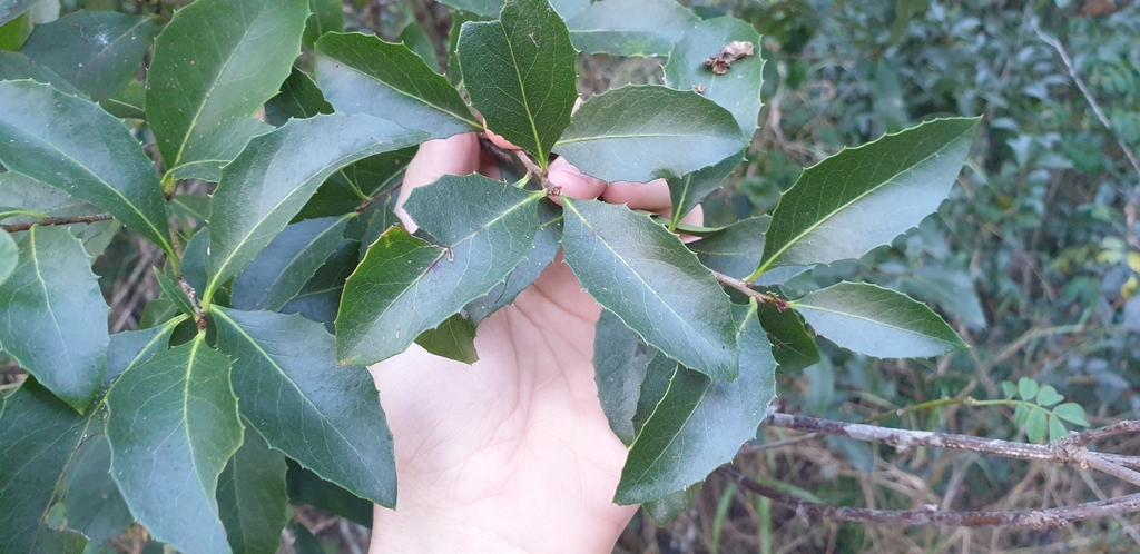 Denhamia from Bellbird Park QLD 4300, Australia on July 26, 2024 at 04: ...