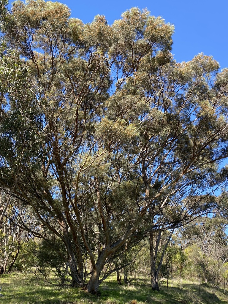 Swamp Mallet from Eurilpa St, Eden Hills, SA, AU on July 26, 2024 at 12 ...