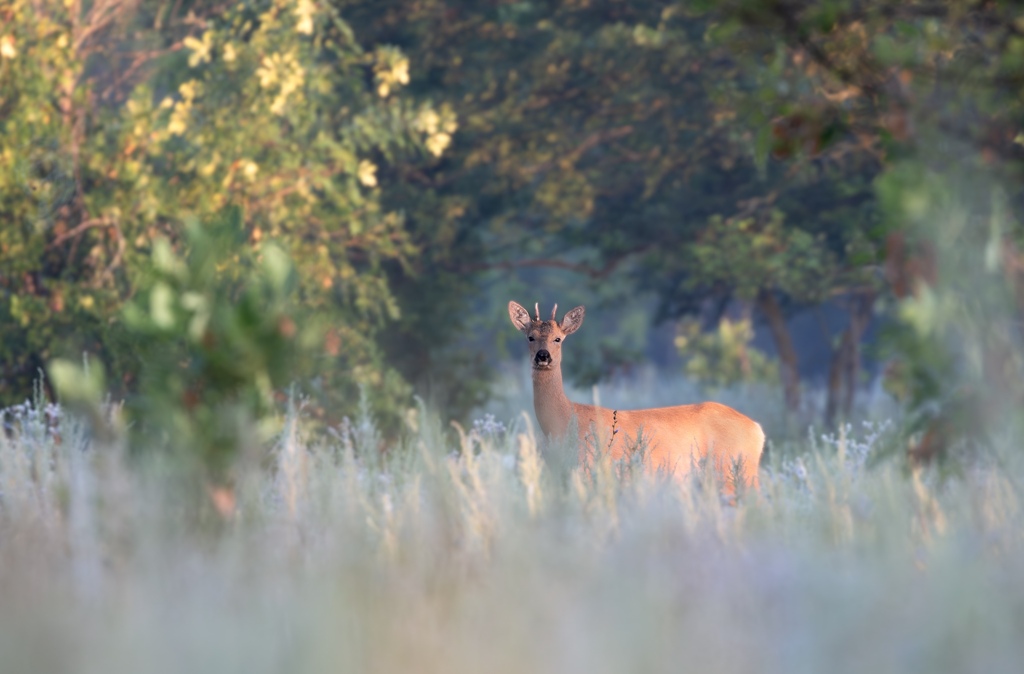 Eastern Roe Deer from Кировский р-н, Волгоград, Волгоградская обл ...