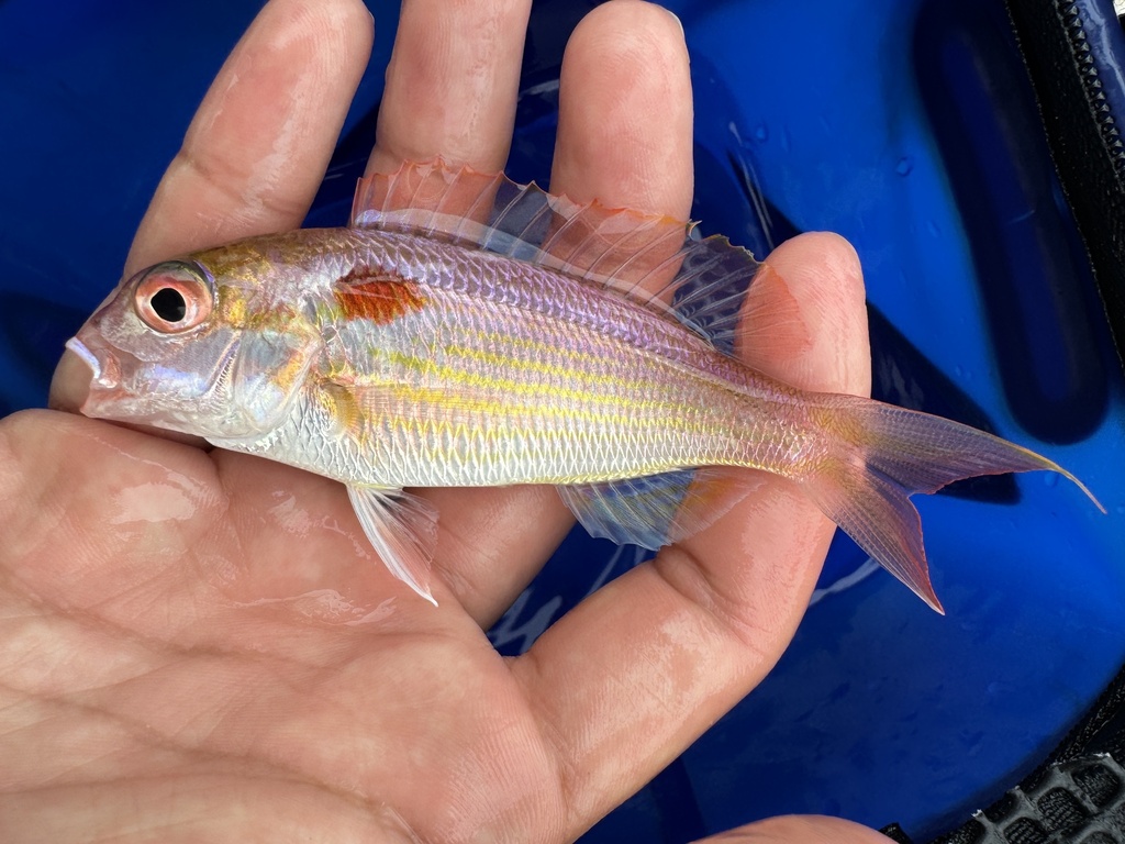 Japanese Threadfin Bream from Kong Sin Wan, Cyberport, Hong Kong Island ...