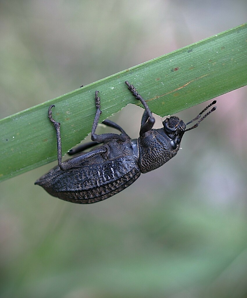 True Weevils from Stanwell Tops NSW 2508, Australia on July 25, 2024 at ...