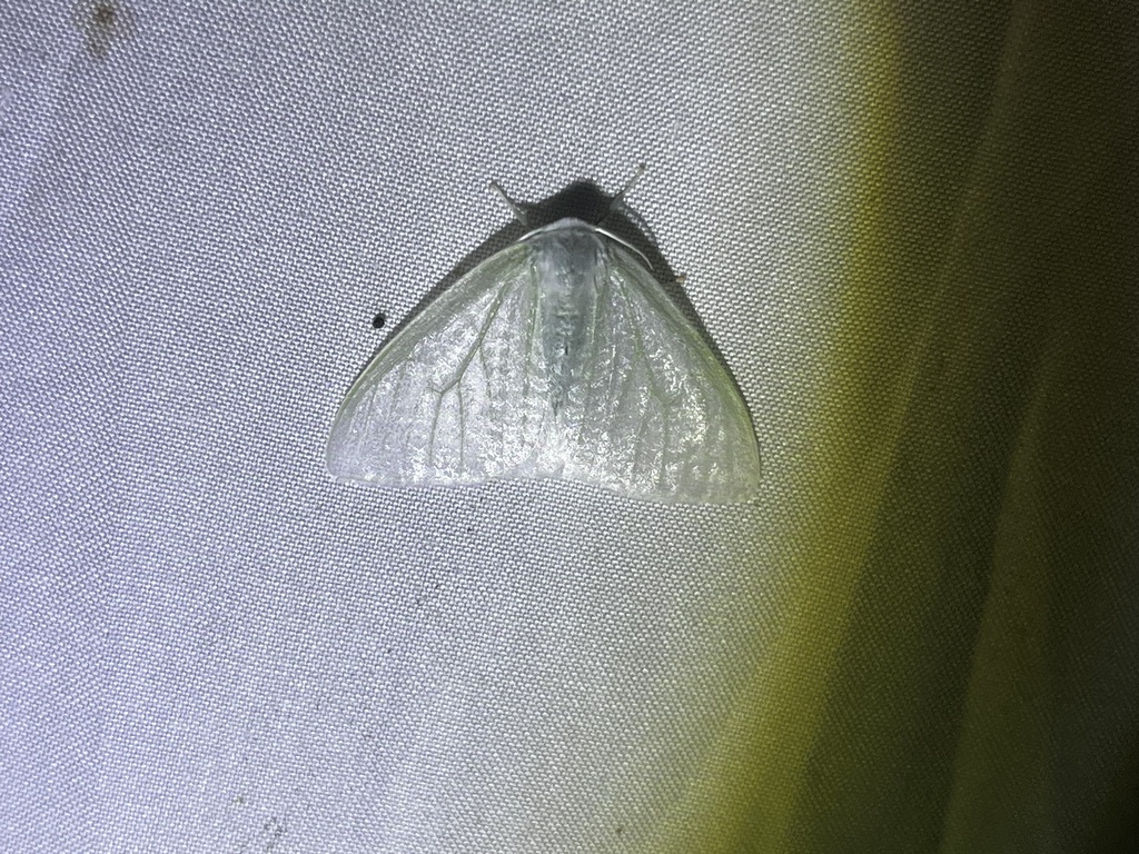 Black V Moth from 大明山, 南宁市, 广西壮族自治区, CN on July 23, 2024 at 10:59 PM by ...