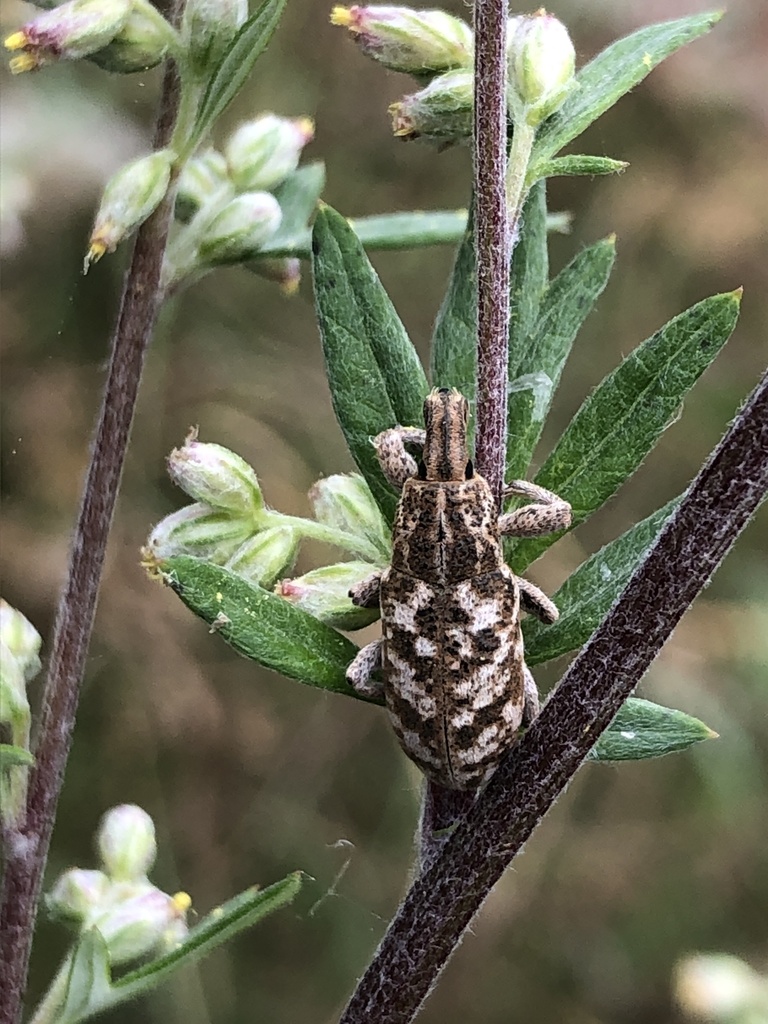 Cyphocleonus dealbatus from Salbke, Magdeburg, Sachsen-Anhalt, DE on ...
