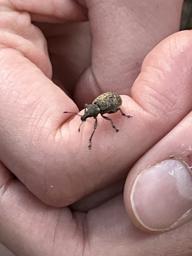 chequered weevil from Banbury, Banbury, England, GB on July 25, 2024 at ...